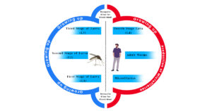 Filariasis 101: Causes, Symptoms, and Prevention Explained