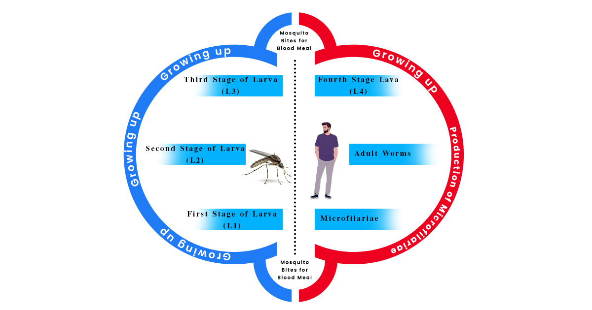 Filariasis 101: Causes, Symptoms, and Prevention Explained