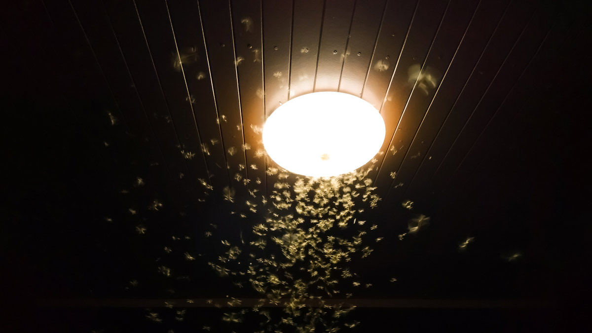 Light Insects: How They Affect Wounds in Monsoon